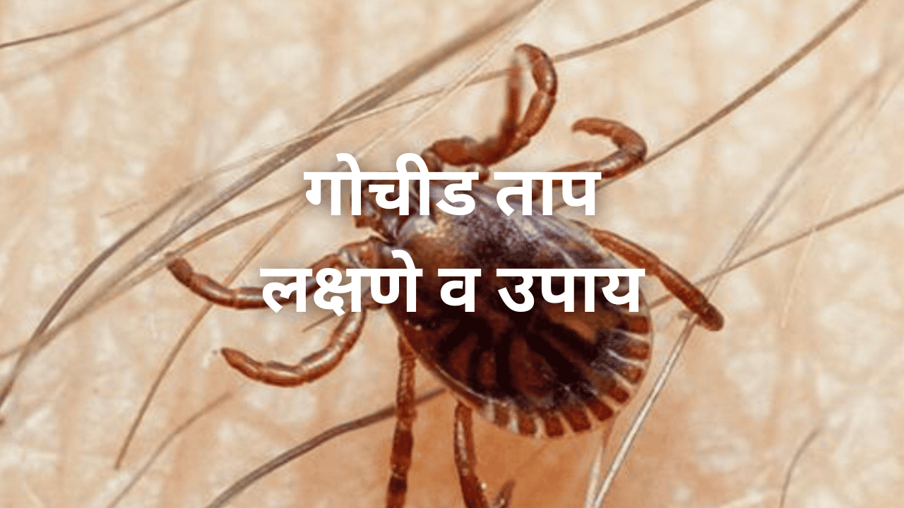 गोचीड ताप लक्षणे व उपाय: भारतीय परिस्थितीसाठी सर्वसमावेशक मार्गदर्शक ...